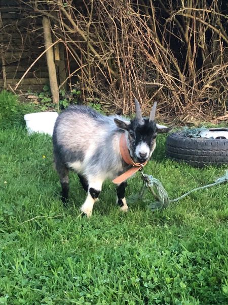 garage-shed-workbench Goats Ads For Sale in Ireland | DoneDeal