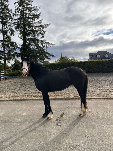 slurry-tanker-pump Cobs Ads For Sale in Ireland | DoneDeal