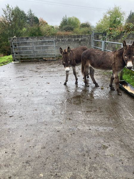 ifor-williams-horse-trailer Donkeys Ads For Sale in Ireland | DoneDeal