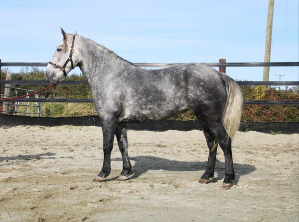 honda-trx-450r Animals Ads For Sale in Ireland | DoneDeal