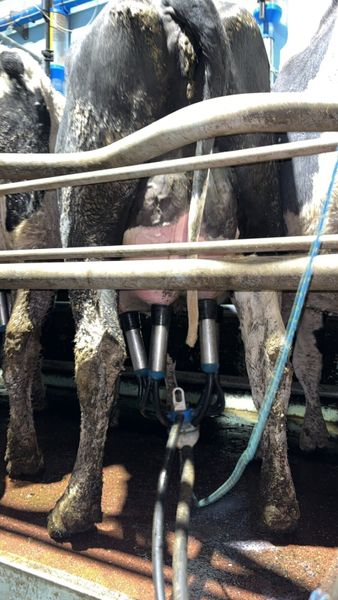 arduino-powered-mini-cnc-plotter Dairy Cattle Ads For Sale in Ireland ...