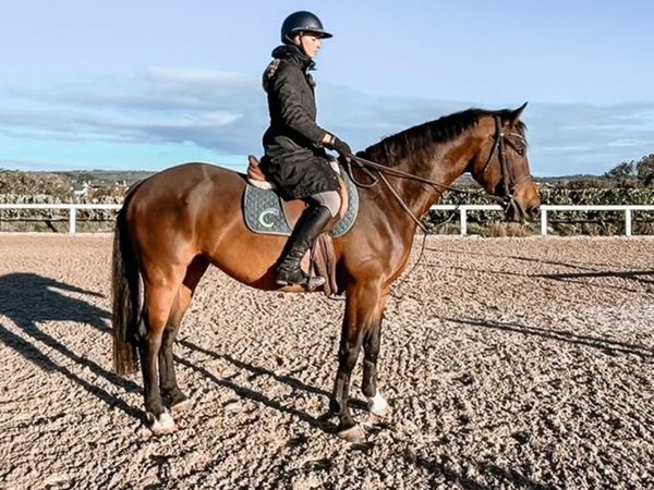 vices | 141 Animals Ads For Sale in Ireland | DoneDeal