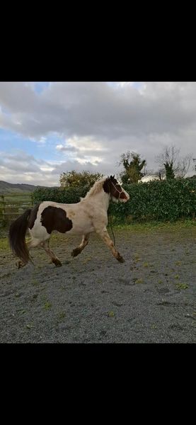 vices | 5 Cobs Ads For Sale in Ireland | DoneDeal