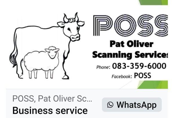 ringworm-treatment Sheep Ads For Sale in Ireland | DoneDeal