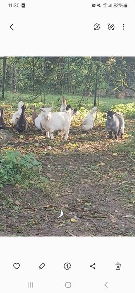 goats | 159 Livestock Ads For Sale in Ireland | DoneDeal