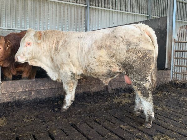 Beef Cattle Ads For Sale in Galway | DoneDeal