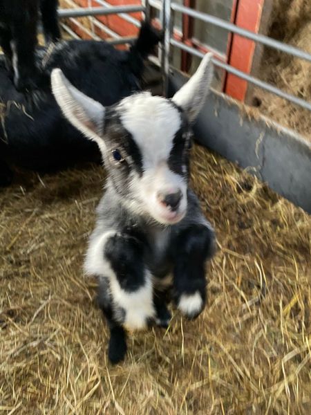 Goats Ads For Sale in Ireland | DoneDeal