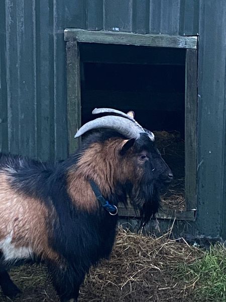 front-doors Goats Ads For Sale in Ireland | DoneDeal