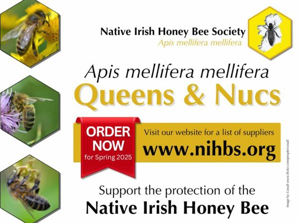 honey bee queens for sale | 113 All Sections Ads For Sale in Ireland ...
