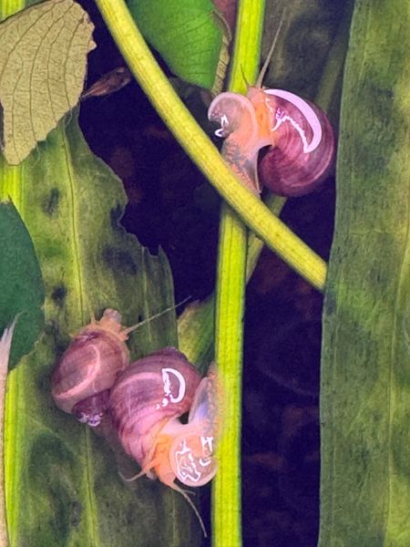 live snails for sale | 971 All Sections Ads For Sale in Ireland | DoneDeal