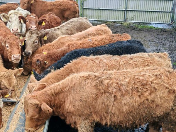 Beef Cattle Ads For Sale in Ireland | DoneDeal