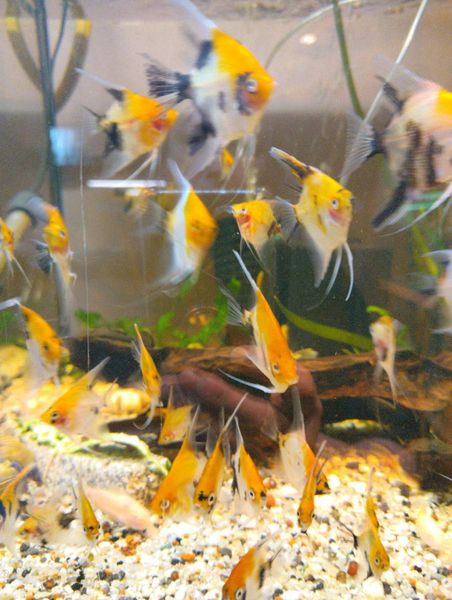 Toyota Fish Ads For Sale in Ireland | DoneDeal