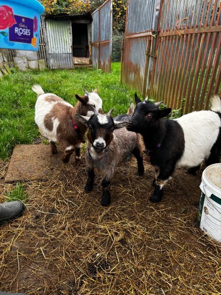 GOAT | 176 All Sections Ads For Sale in Ireland | DoneDeal