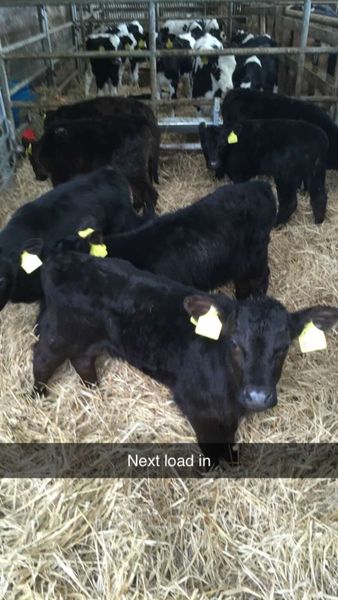 drivers-tickets-cscs-plant-operator Livestock Ads For Sale in Ireland ...