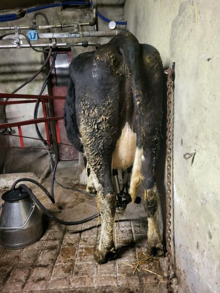 heifer suck calves | 2 Dairy Cattle Ads For Sale in Ireland | DoneDeal