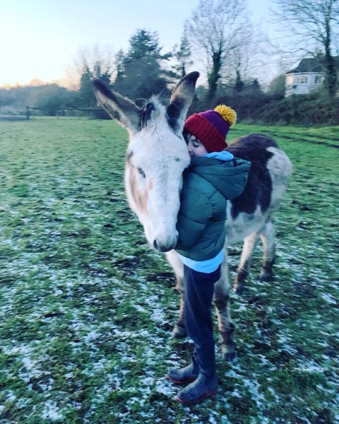 donkeys | 176 All Sections Ads For Sale in Ireland | DoneDeal