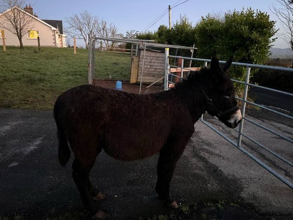 Donkeys Ad For Sale in Clare, Clare | DoneDeal