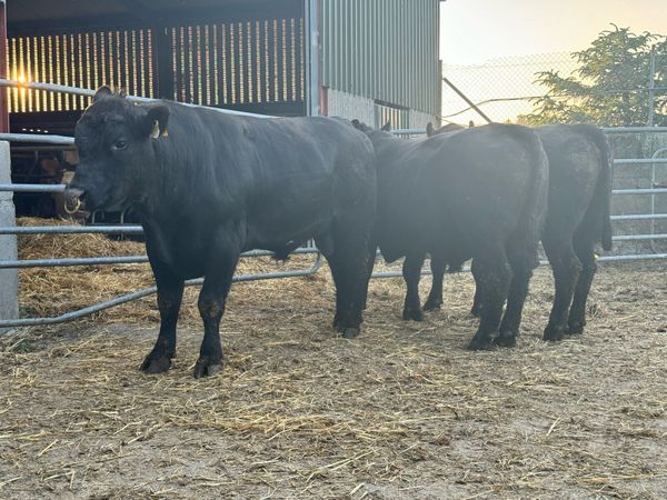 Beef Cattle Ads For Sale in Munster | DoneDeal