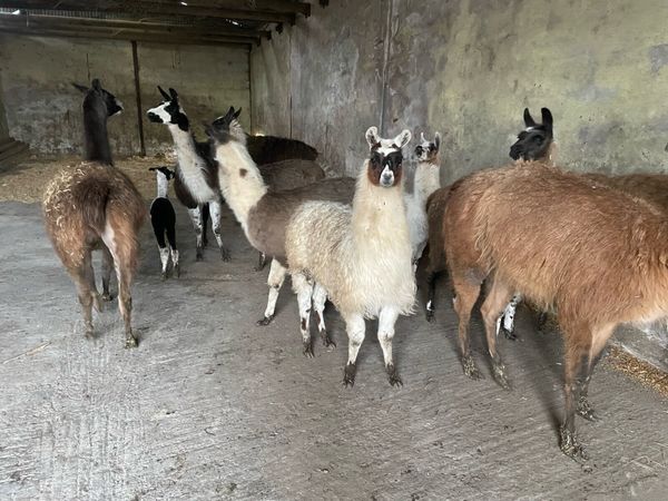 RANGE ROVER HST FOR SALE | 26 Animals Ads For Sale in Ireland | DoneDeal