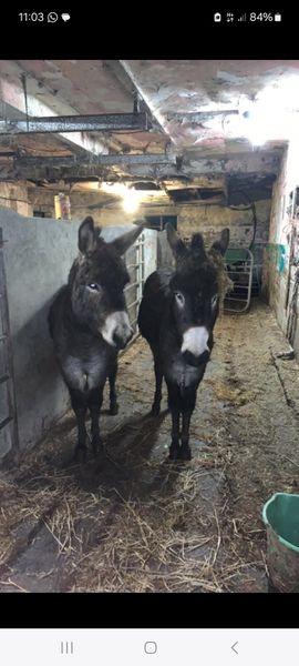 donkeys | 168 All Sections Ads For Sale in Ireland | DoneDeal