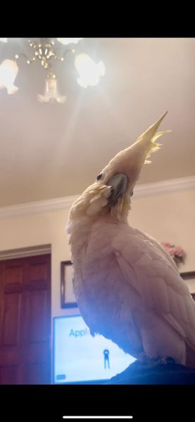 trencher-hire Birds Ads For Sale in Ireland | DoneDeal