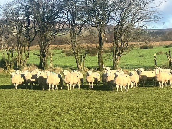 Sheep Ads For Sale in Ireland | DoneDeal