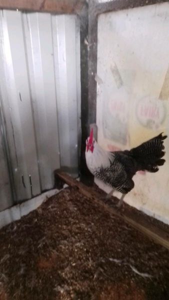 poultry incinerator for sale | 2,057 All Sections Ads For Sale in ...