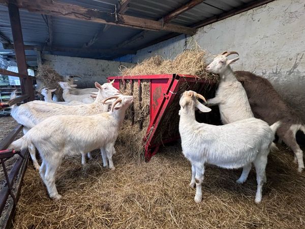 toyota-prius-new-model-hybird Goats Ads For Sale in Ireland | DoneDeal