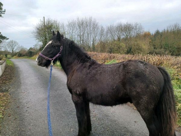 Cobs Ads For Sale in Ireland | DoneDeal