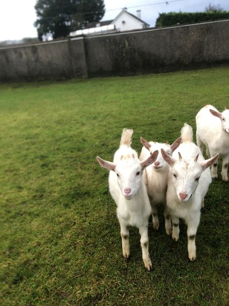 goats | 16 Livestock Ads For Sale in Connacht | DoneDeal