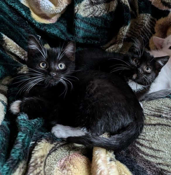 adorable kittens | 6 All Sections Ads For Sale in Ireland | DoneDeal