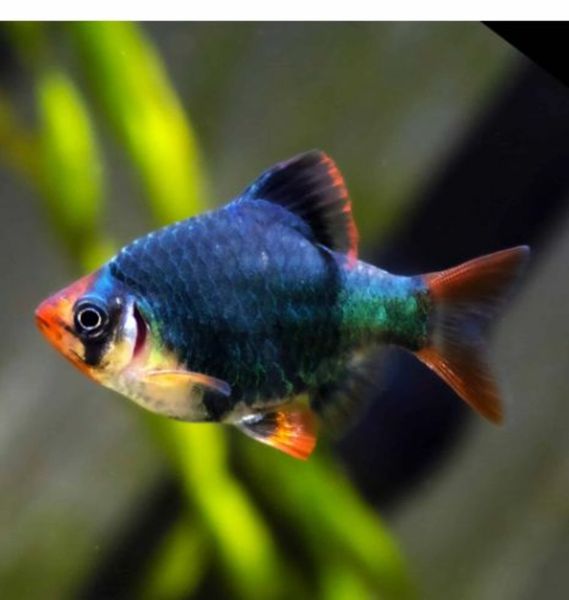 tiger fish | 2 All Sections Ads For Sale in Ireland | DoneDeal