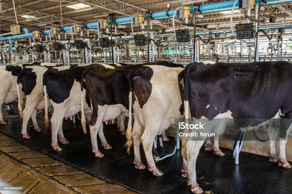 ai-thawing-unit-12-220v Farming Ads For Sale in Ireland | DoneDeal