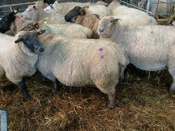 trims-new-holland-loader-brackets Sheep Ads For Sale in Ireland | DoneDeal