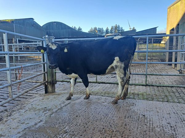 corrin mart | 5 All Sections Ads For Sale in Ireland | DoneDeal