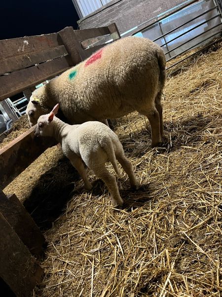 microsoft-office-2019-pro-plus-32-64-bit Sheep Ads For Sale in Ireland ...