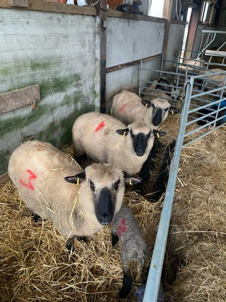 snap-tite-bauer-storz Sheep Ads For Sale in Ireland | DoneDeal