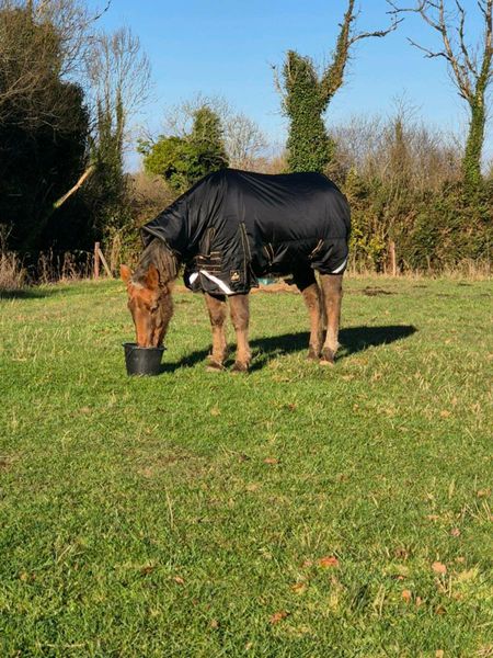 grazing bullet for sale | 37 All Sections Ads For Sale in Ireland ...