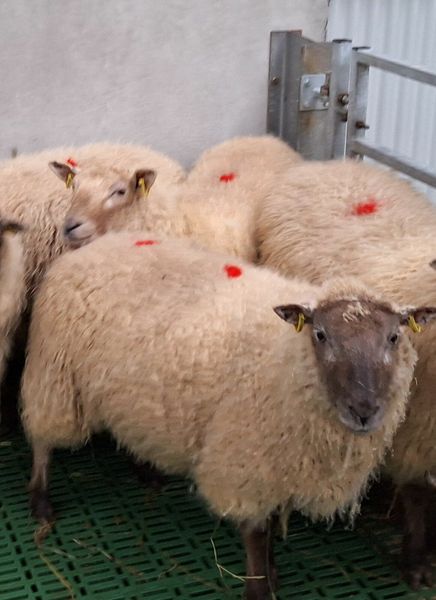 massey-ferguson-40-industrial-loader Sheep Ads For Sale in Ireland ...