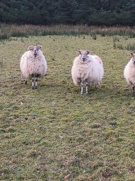 filing-cabinets-and-desks Sheep Ads For Sale in Ireland | DoneDeal