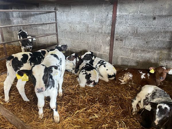 bb calf | 16 All Sections Ads For Sale in Ireland | DoneDeal