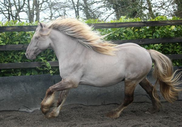 Cobs Ads For Sale in Ireland | DoneDeal