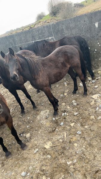 Captain America first show | 4 All Sections Ads For Sale in Ireland ...