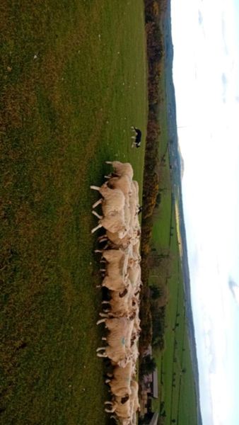 sip-mig-welder-package Farming Ads For Sale in Ireland | DoneDeal