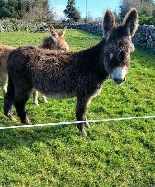 toptul-tool-box Donkeys Ads For Sale in Ireland | DoneDeal