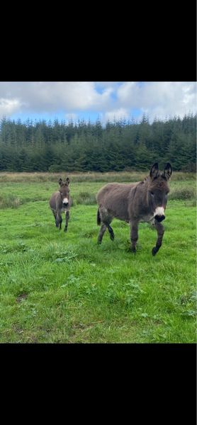 massey-harris-pony-parts Donkeys Ads For Sale in Ireland | DoneDeal