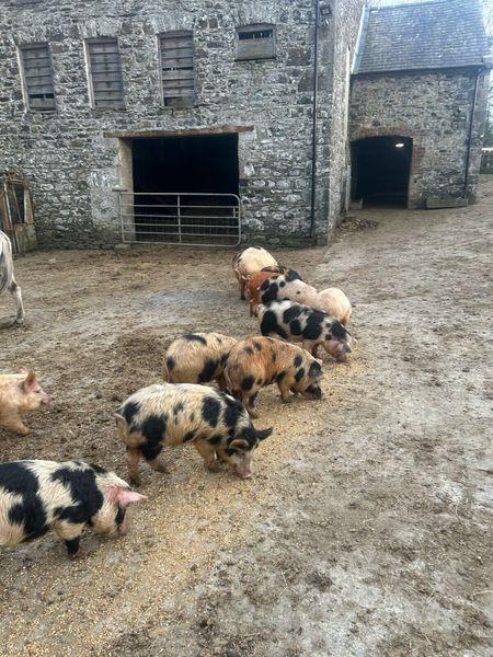 ram-air-pro-ii-fan-speed-controller Pigs Ads For Sale in Ireland | DoneDeal