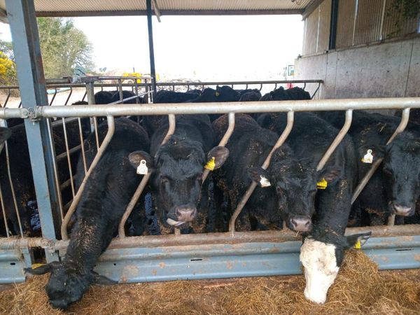 organic cattle for sale | 118 Livestock Ads For Sale in Ireland | DoneDeal