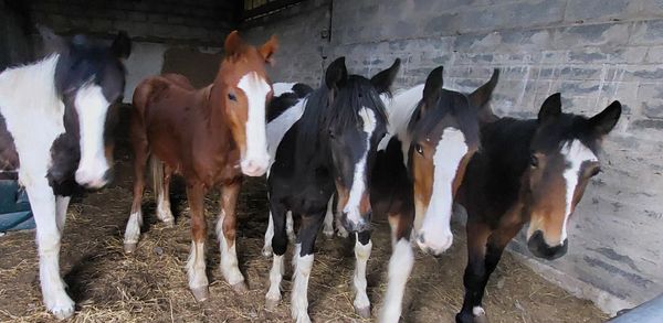 kubota-2850-4wd-with-cab Animals Ads For Sale in Ireland | DoneDeal