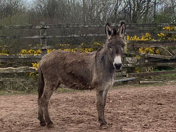 old mercedes for sale | 6 Donkeys Ads For Sale in Ireland | DoneDeal